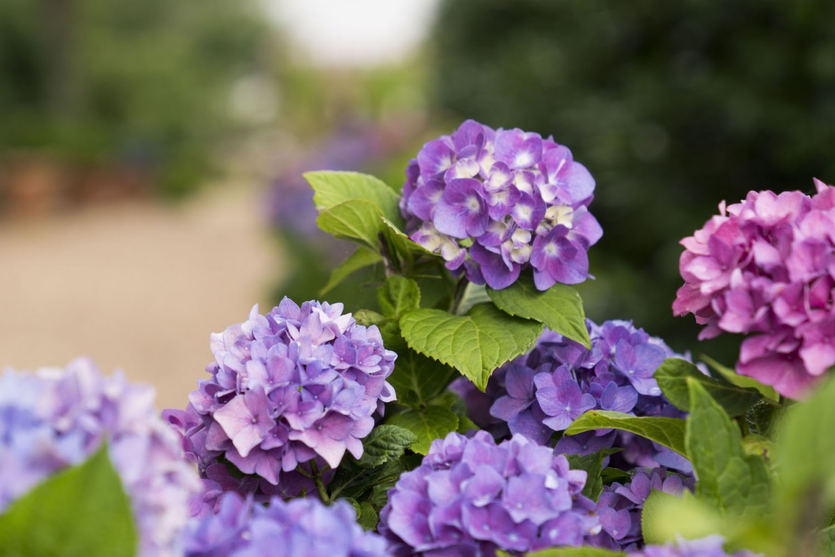 Hydrangea Varieties for Every Garden - Flower Magazine