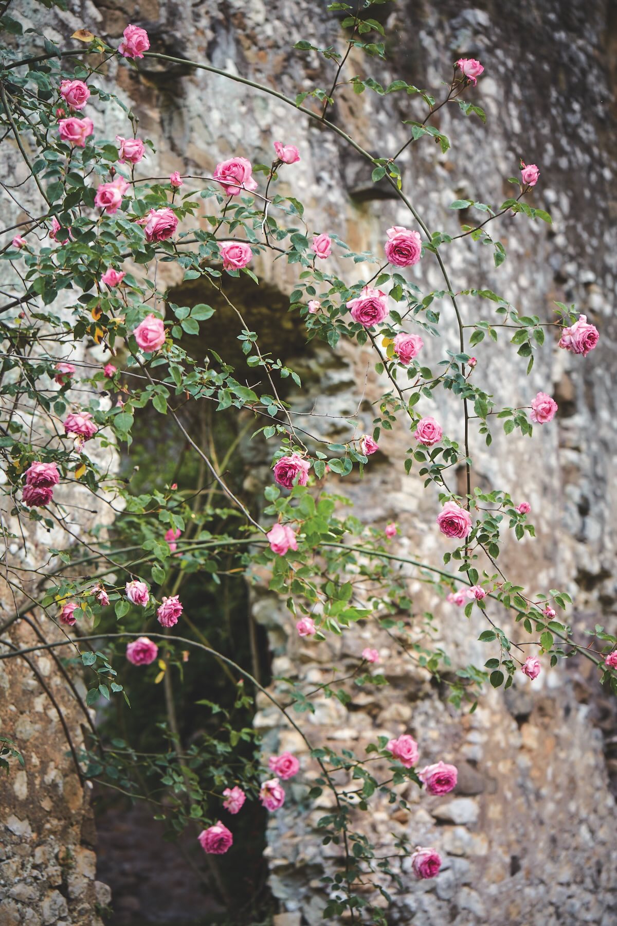 Garden of Ninfa - Flower Magazine