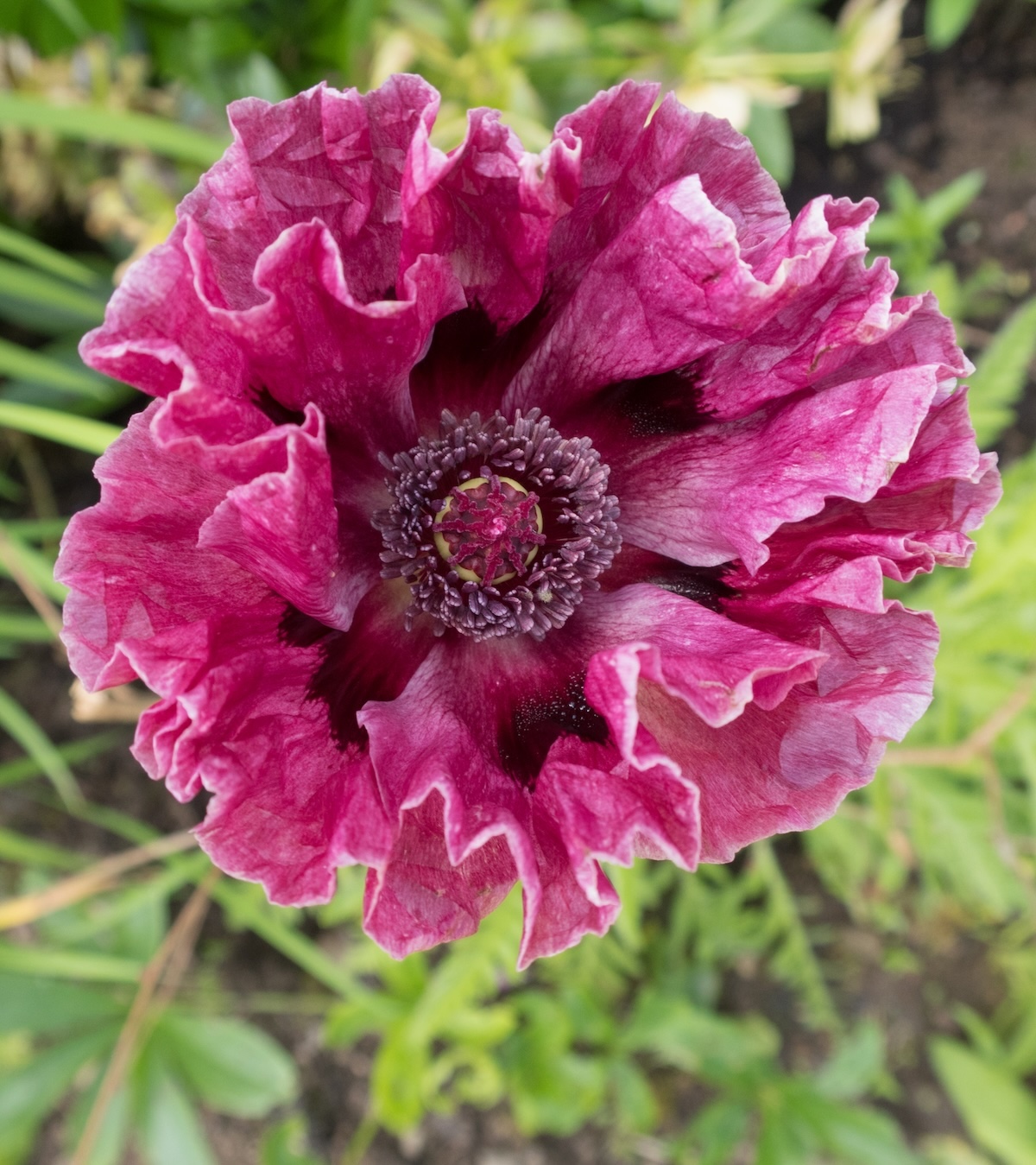 Grandmother's Garden Flowers that Deserve a Comeback - Flower Magazine