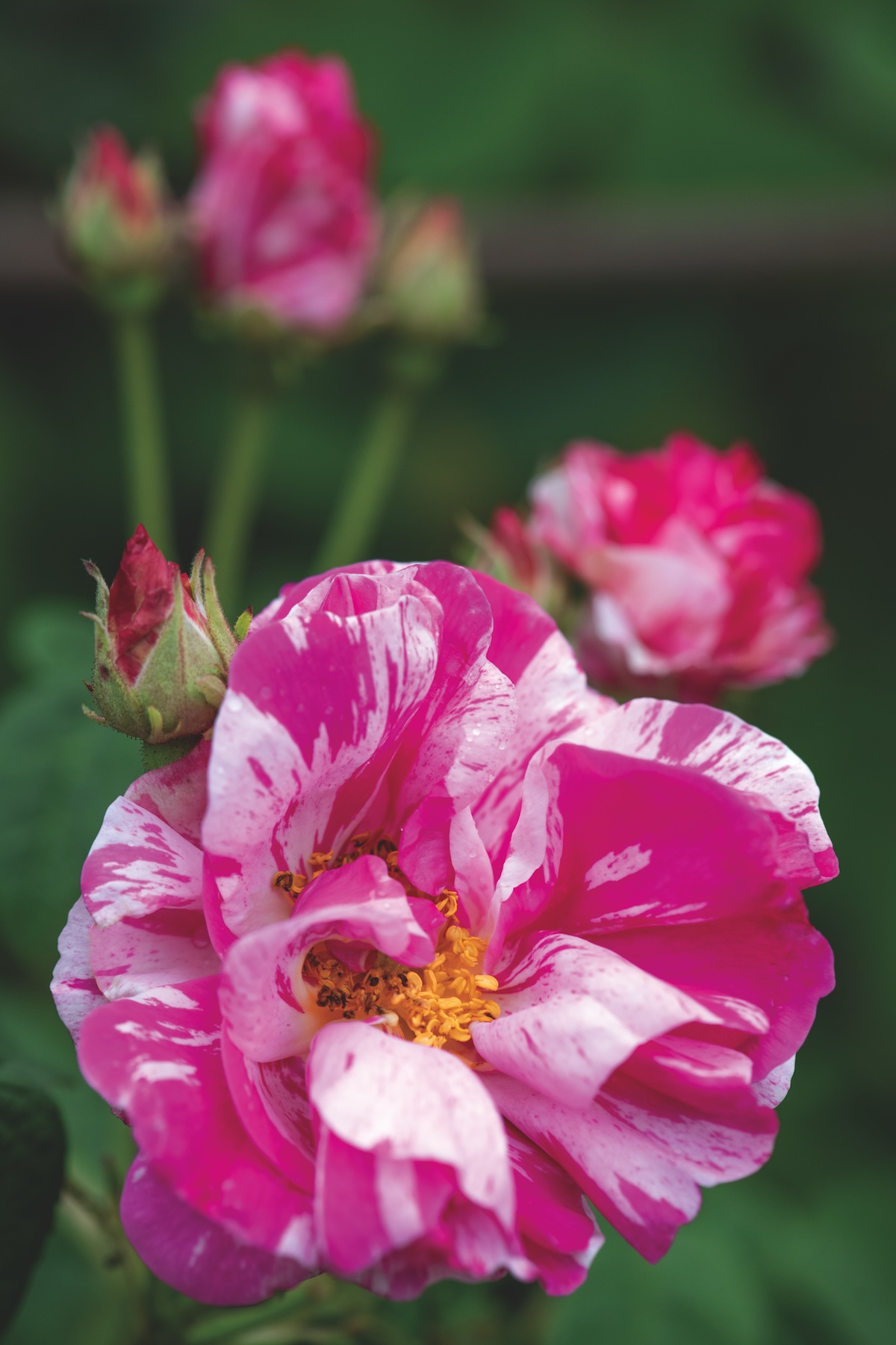 History in Bloom at Carolside - Flower Magazine