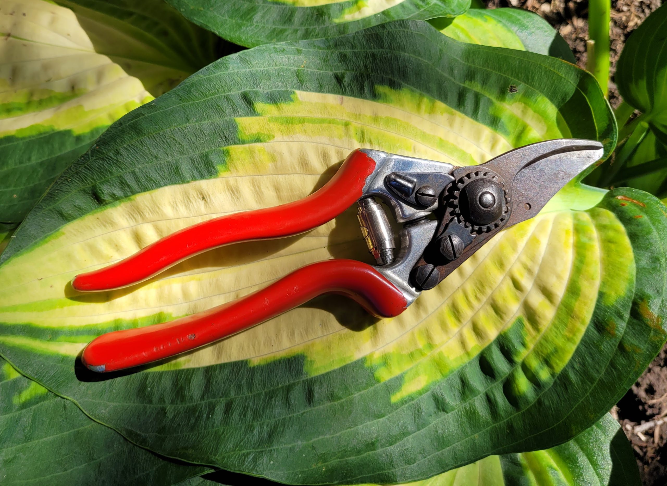 A Love Letter to My Felco Pruners - Flower Magazine