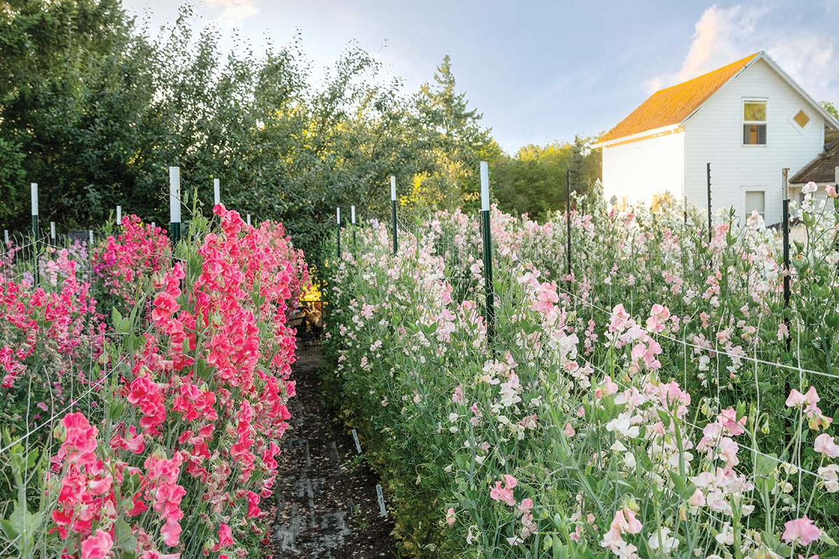 Sweet Peas - Flower Magazine