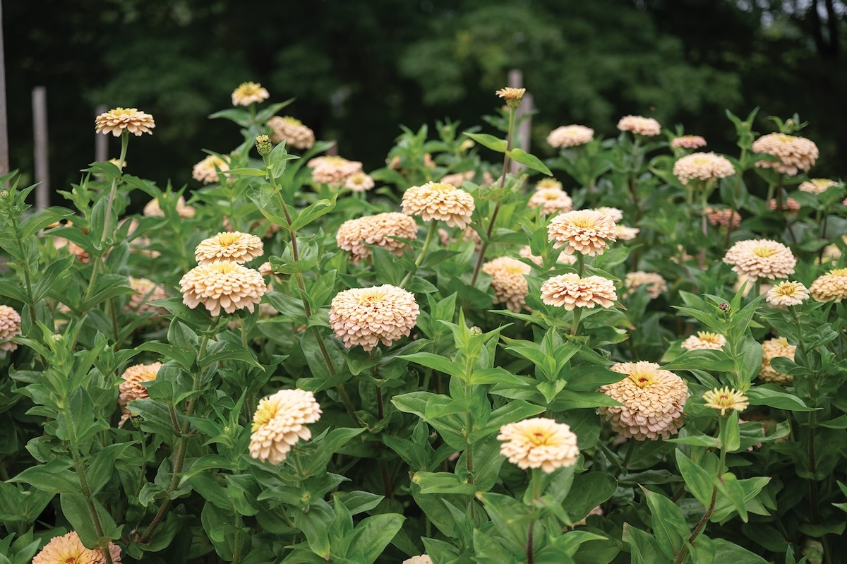 Building a Better Zinnia - Flower Magazine