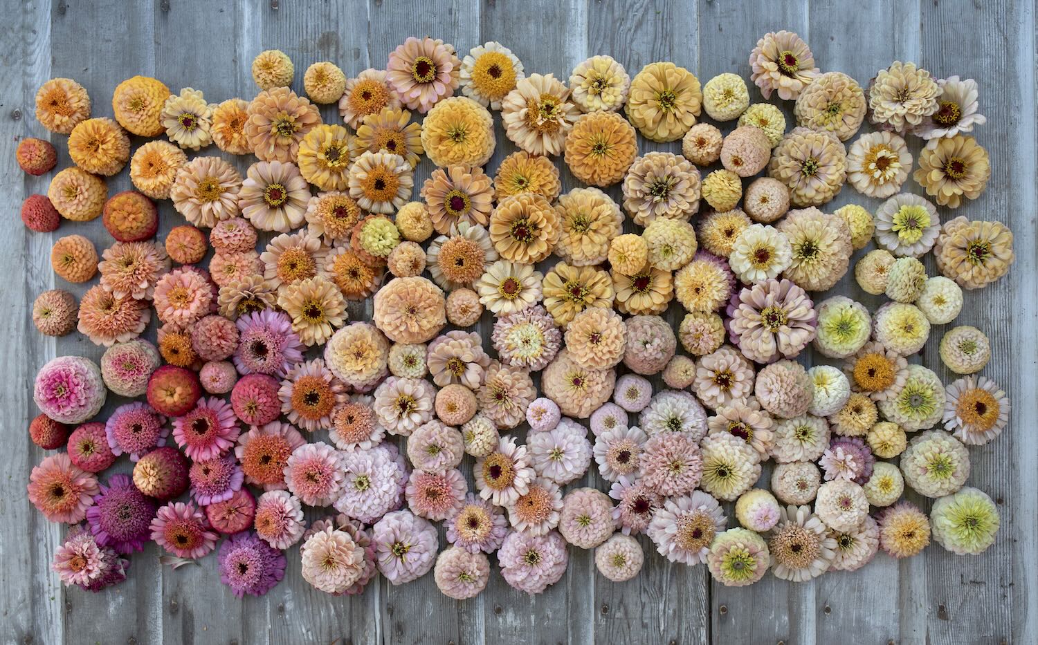 Building a Better Zinnia - Flower Magazine